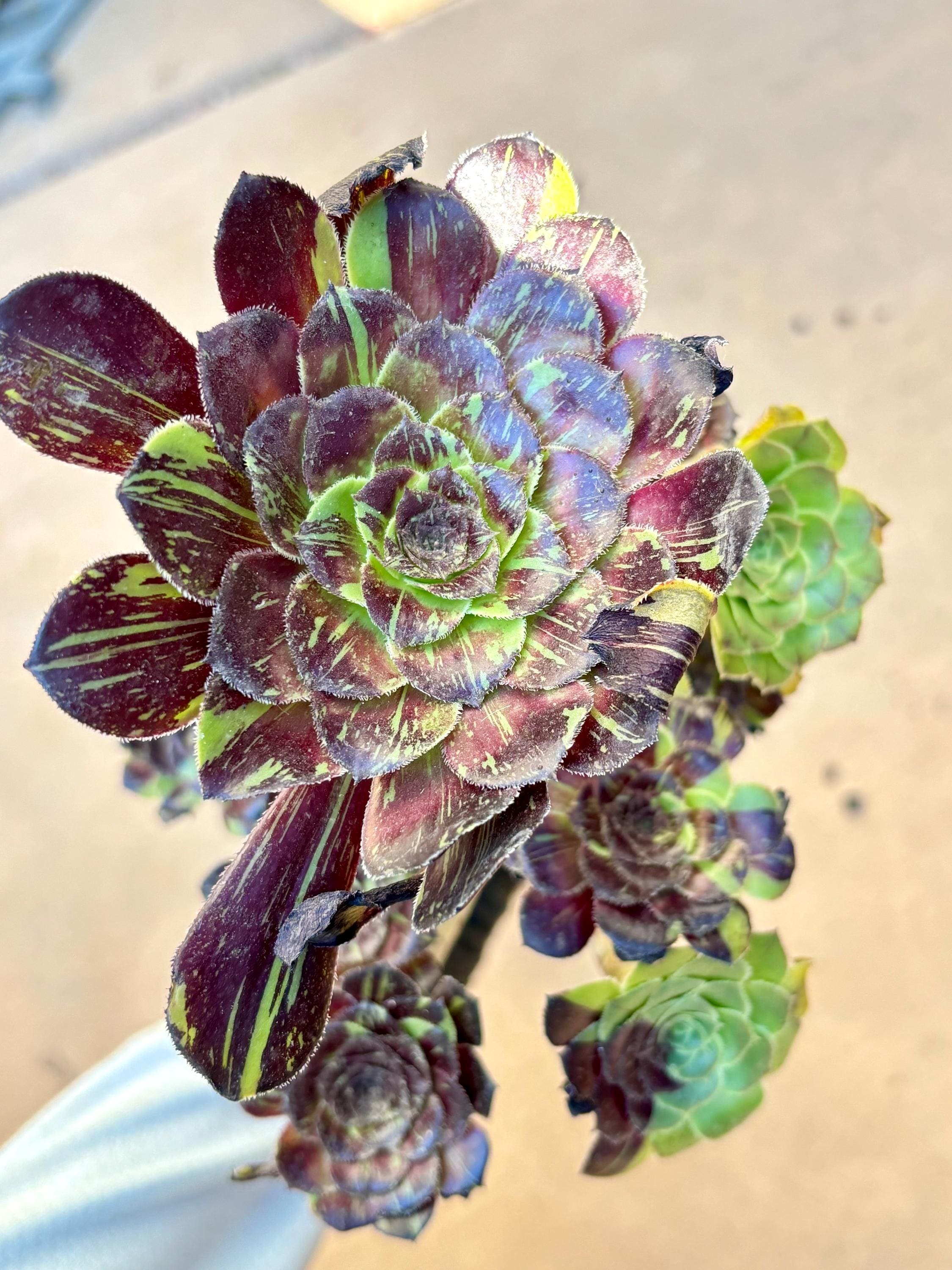 Aeonium Big Bang Variegated | Live Succulent Plant | Korean Succulent ...